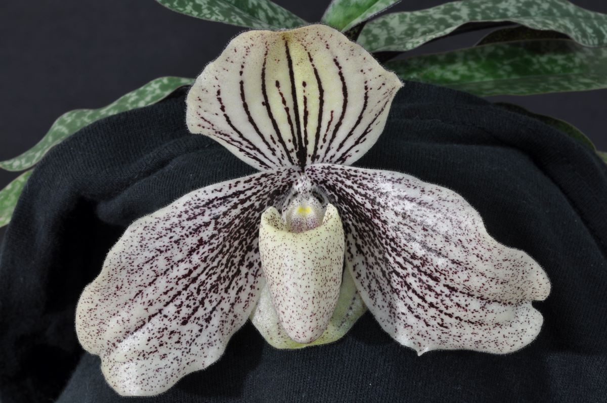 Species - myanmaricum